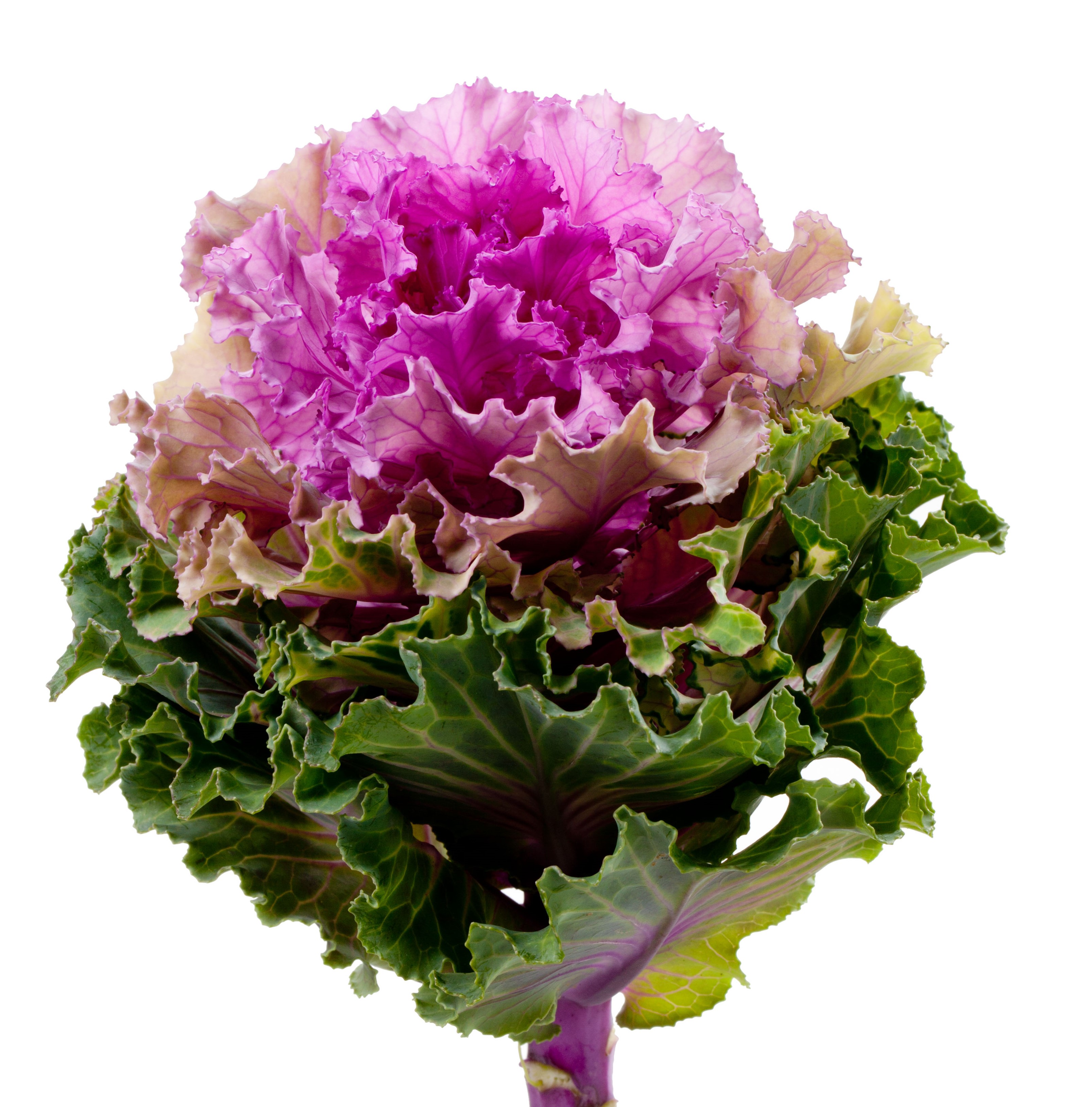Flower of the month: Brassica Flowers and Plants